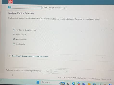 Scattered Among The Cells Of The Stratum Studyx