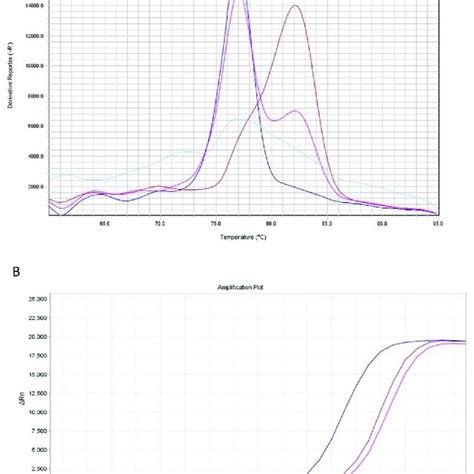 Melt Curve A And Amplification Plot B Of The Mama Ms Rrl Assay