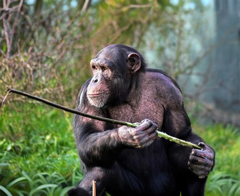 Chimpanzees Can Plan And Adapt Their Use Of Tools Just Like Humans