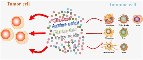 文献解析｜巨噬细胞遇上代谢重编程 知乎