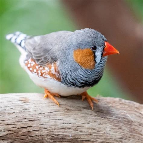 Suffrage Science Award Given To Neuroscientist Azahara Oliva