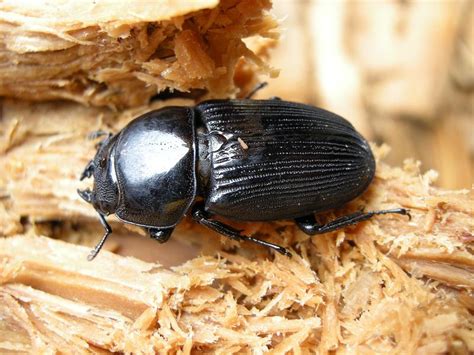 原創 Dorcus Hyperion 海波利昂繁殖紀錄