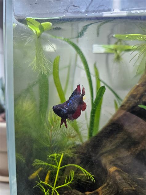 베타 지느러미 지식in