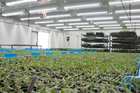 Seedling Nursery Strategic Lighting