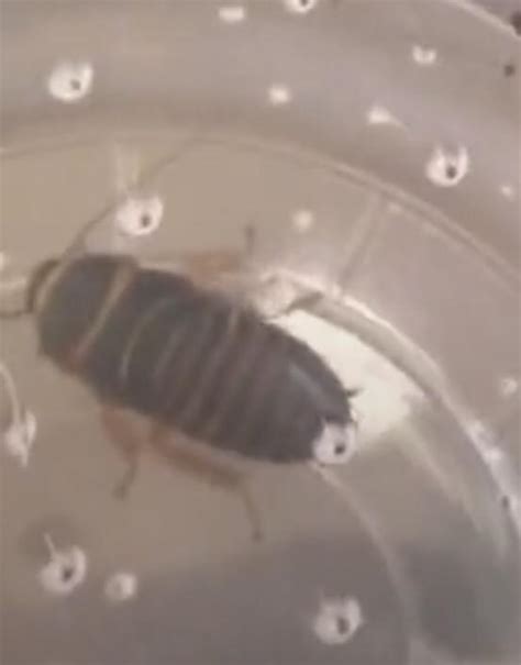 One Of My Simandoa Cave Roach Nymphs”roach Love” R Roaches