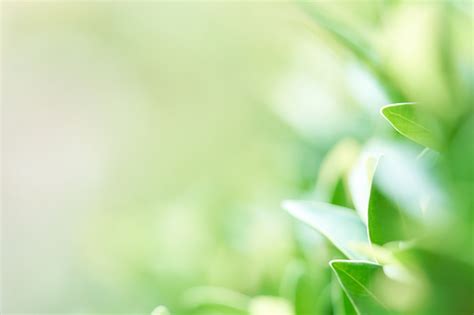 배경 이미지는 흐린 녹색 잎 기분이 상쾌 그리고 좋은 환경 자연적인 녹색 식물 생태 개념으로 사용 하 여 복사 공간 배경 만들기