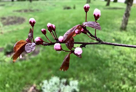 Як виглядає Нікополь після дощу 12 квітня показав місцевий фотограф фото