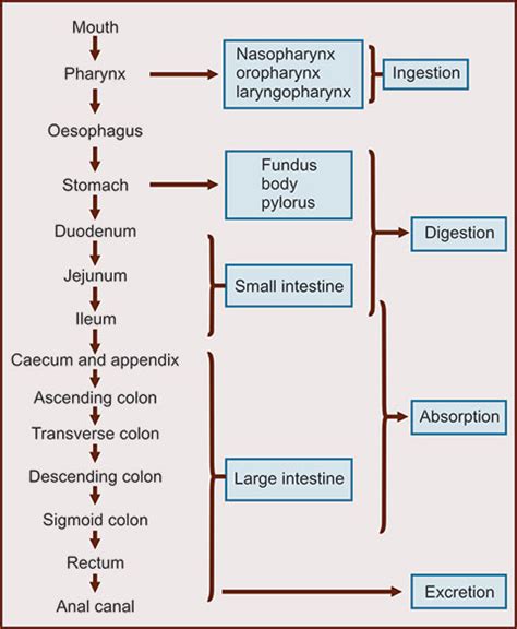 Digestive System Flow Chart
