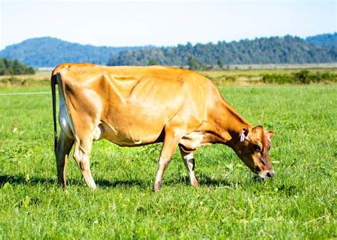 Turnwald Koromiko F10j6 Crv