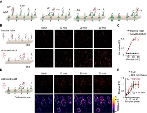 A Schematics Of An Activated Dna Robot Moving On And Operating The