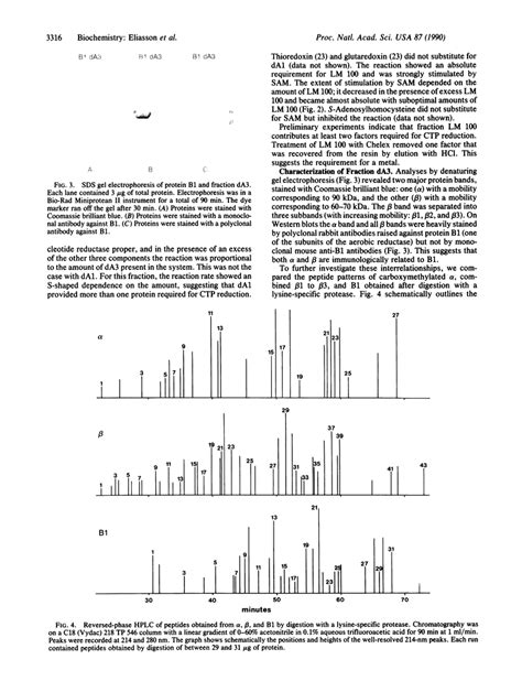 The Anaerobic Ribonucleoside Triphosphate Reductase From Escherichia