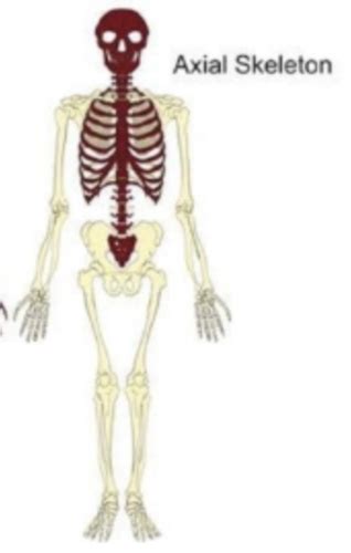 Chapter One Lecture Video Anatomy Flashcards Quizlet