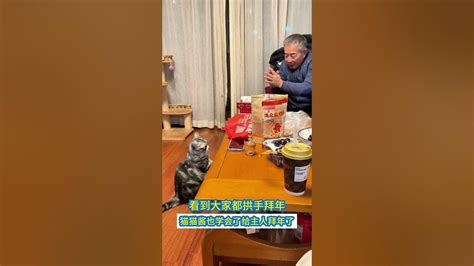 看到大家都拱手拜年，猫猫酱也学会了拜年 Cat 可愛 Cute Pets 寵物 Funny 萌寵 寵物生活 Animals