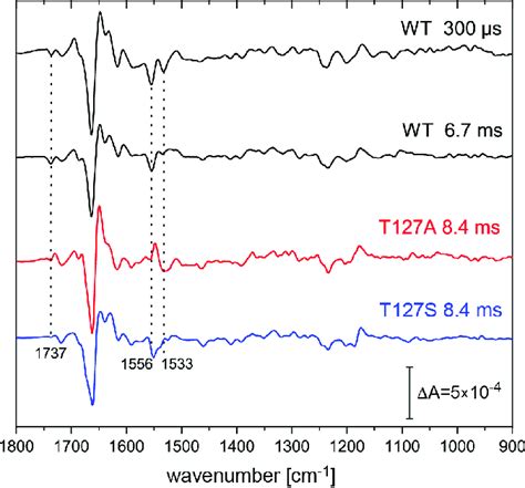 Time Resolved Ftir Difference Spectra Of Chr2 Wt Black Spectra Taken Download Scientific