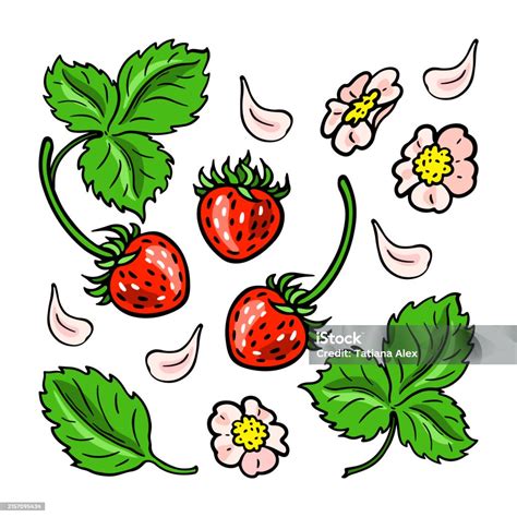 빨간 야생 딸기 컬러 베리 세트입니다 손으로 그린 평면 이미지입니다 벡터 일러스트 레이 션입니다 0명에 대한 스톡 벡터 아트 및 기타 이미지 Istock