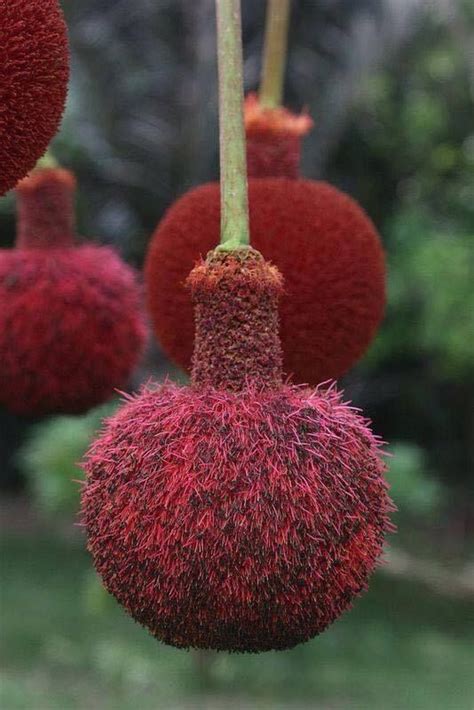 1003 Best Seeds Pods Leaves Trees Flowers Fruit Images On Pinterest