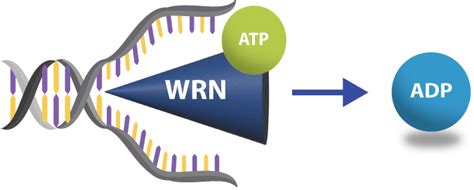 Enzolution Wrn Helicase Atpase Assay System Bellbrook Labs