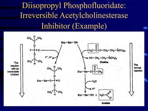 Enzyme Kinetics How It Works Michelis Menten Equation Ppt