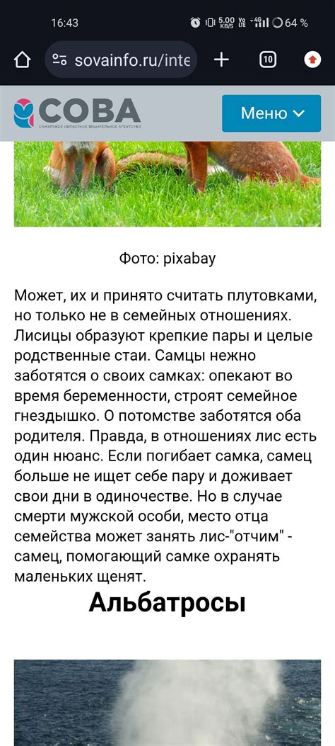 Fox Лиса Bite Ухожор кусь кусь кусь живность