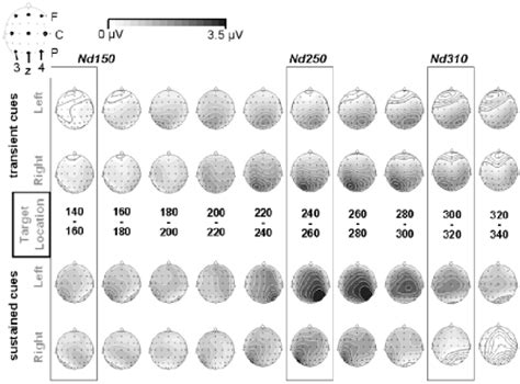 Scalp Topography Of The Difference Waves Between 140 And 340 Ms Download Scientific Diagram