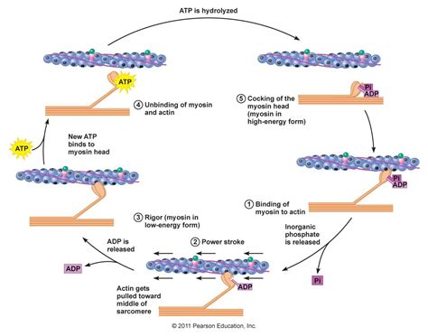 Diagram Of Actin And Myosin In Muscle Cell