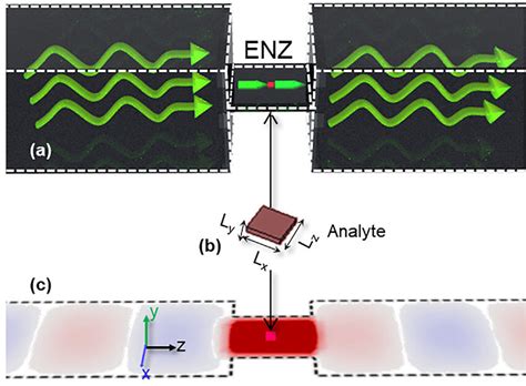 Schematic Representation Of The Enz Sensor A Narrow Hollow Download Scientific Diagram