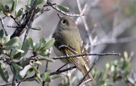 Ruby Crowned Kinglet Nest