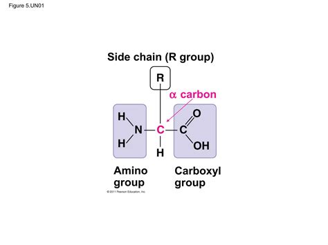 05 The Structure And Function Of Large Biological Molecules Ppt