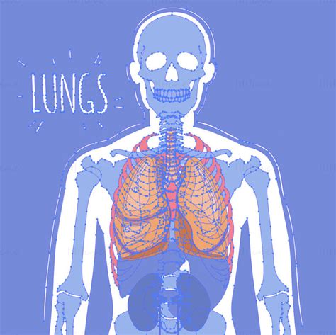 Lungs Vector Illustration