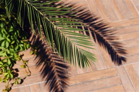 야자수 잎과 그림자의 클로즈업 여름 컨셉 아름다운 자연 배경입니다 추상자연 텍스처 최소한의 개념 플랫 레이 공간을 복사합니다 맨 위 보기 가까운에 대한 스톡 사진 및 기타