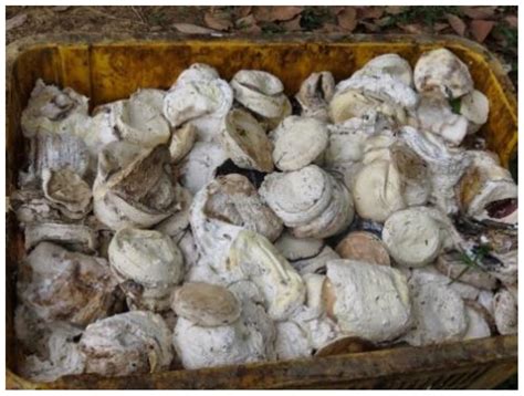 Polymers Free Full Text Potential Additives In Natural Rubber Modified Bitumen A Review