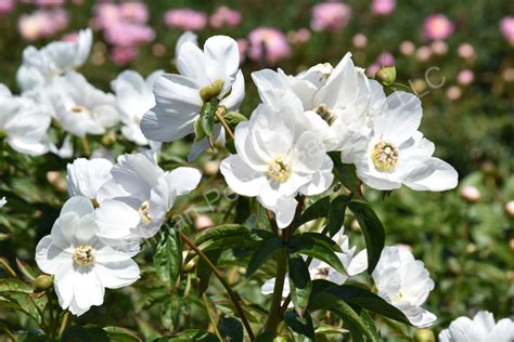 The White Innocence Peony Adelman Peony Gardens