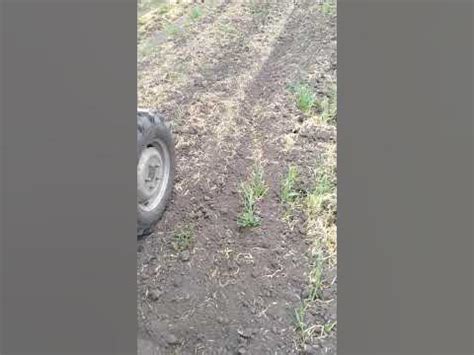 Культиватор ножницы - YouTube