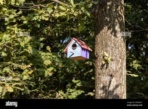 Bird Nest Box On A Tree Colorful Wood Bird Nest Box Stock Photo Alamy