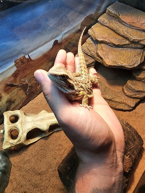 beginner question pics for attention r beardeddragons