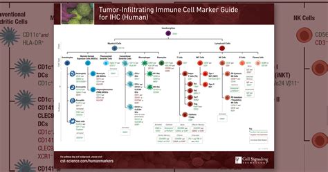 Which Cells Have A Lymphoid Lineage And How Are They Identified