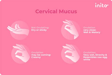 White Cervical Mucus Before Period Day 8 Of Your Menstrual Cycle