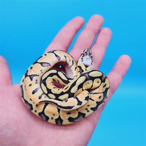Female Super Pastel Het Puzzle Possible Het Clown Ball Python Geeky