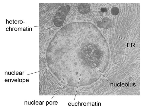 Cell Nucleus Function Structure And Under A Microscope Rs Science