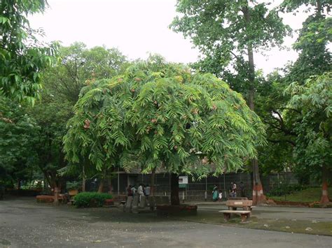17 Beautiful Cassia Tree Varieties Progardentips