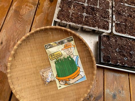 완두콩 모종 내기