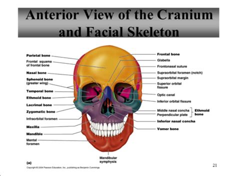 Ch 14 Forensic Anthropology Flashcards Quizlet