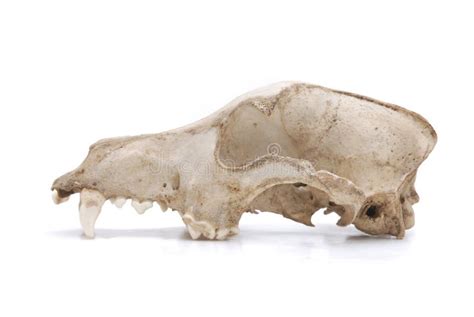 Skull Of A Marsupial Lion In A Cave Stock Image Image Of Carnifex