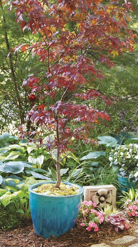 Trees That Will Grow In Containers Back Gardener