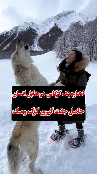 اندازه یک گرگاس در مقابل انسان حاصل جفت گیری گرگ و سگ فکت گرگ سگ