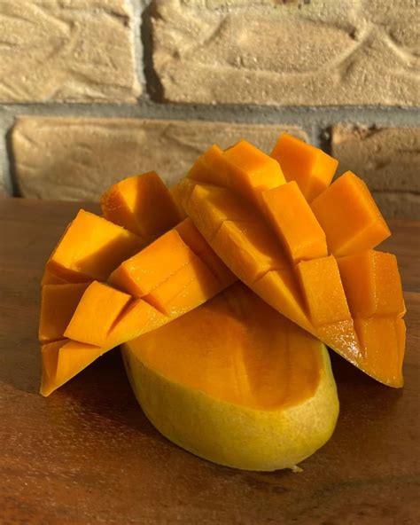 Buy Cat Chu Mango Tree Online Australia Ross Creek Tropicals