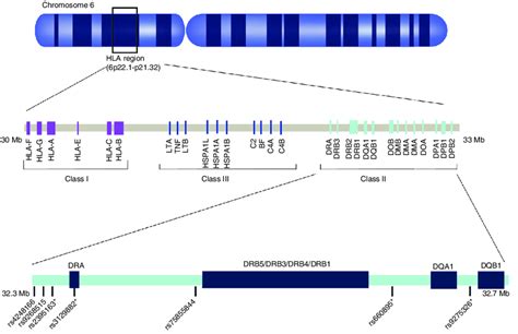 Single Nucleotide Polymorphisms Snps In The Human Leukocyte Antigen Download Scientific