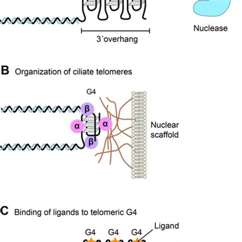 G Quadruplexes At Telomeres The G Rich Overhang Of Telomeres Can Form Download Scientific