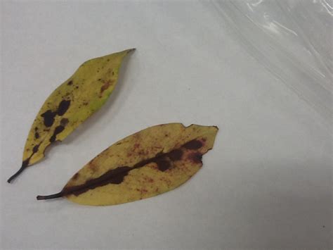 Water Or Soil Problem