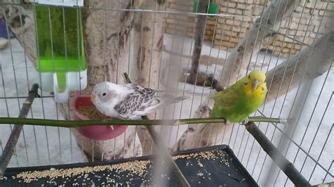 بیاید بگید اسم مرغ عشقمو چی بزارم؟ طرفداری